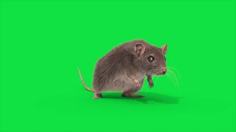 Green Screen Rat real fur Runcycle Loop ... | Stock Video | Pond5