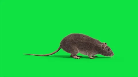 Green Screen Rat real fur Stunned Loop A... | Stock Video | Pond5