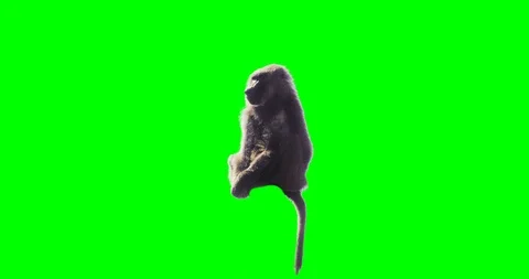 Monkey Green Screen Stock Videos – Royalty-Free HD & 4K Videos | Pond5