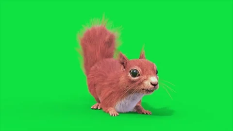 Green Screen Squirrel Rodent Alert Loop ... | Stock Video | Pond5