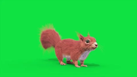 Green Screen Squirrel Rodent Eats Loop A... | Stock Video | Pond5