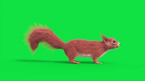 Green Screen Squirrel Rodent Eats Side L... | Stock Video | Pond5