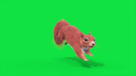 Green Screen Squirrel Rodent Run Loop An... | Stock Video | Pond5