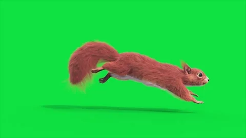 Green Screen Squirrel Rodent Run Side Lo... | Stock Video | Pond5