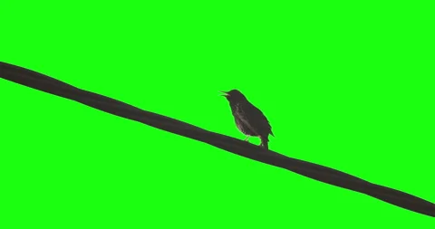 Bird Green Screen Stock Video Footage | Royalty Free Bird Green Screen ...