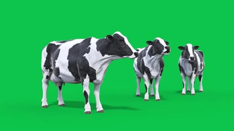 Green Screen Three Dairy Cows, Milk, Far... | Stock Video | Pond5
