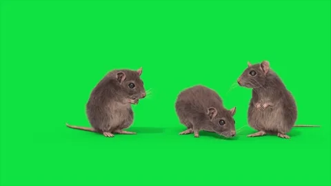 Green Screen Three Rat real fur Animals ... | Stock Video | Pond5