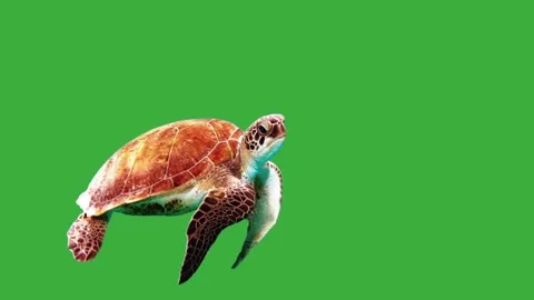 Turtle Green Screen Stock Video Footage | Royalty Free Turtle Green ...