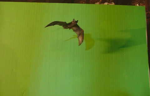 Green Screen VFX Bat Halloween 4 | Stock Video | Pond5