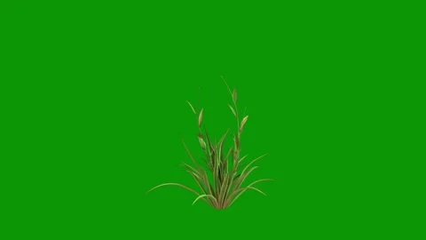 A green screen with white background and... | Stock Video | Pond5