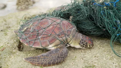 A green sea turtle caught in a ghost net... | Stock Video | Pond5