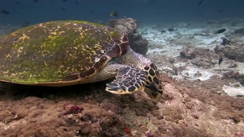 Green sea turtle on clean clear seabed u... | Stock Video | Pond5