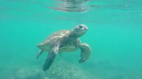 Sea Turtle Air Stock Video Footage | Royalty Free Sea Turtle Air Videos ...