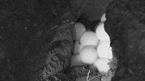 Green Sea Turtle Female Nesting Laying E... | Stock Video | Pond5