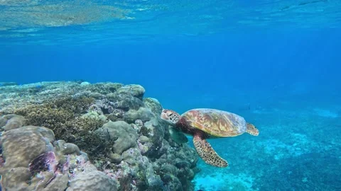 A Green Sea Turtle Floating In Tropical ... | Stock Video | Pond5