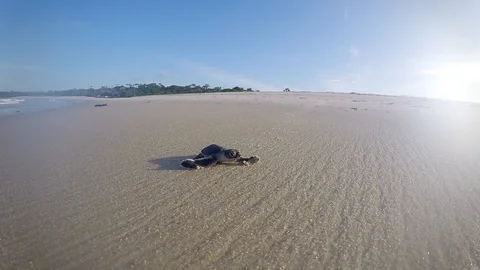 Green sea turtle hatching going towards ... | Stock Video | Pond5