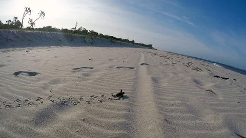 Green sea turtle hatching going towards ... | Stock Video | Pond5