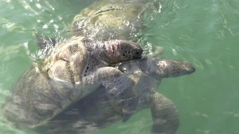Green Sea Turtle Male Female Turtles Mat... | Stock Video | Pond5