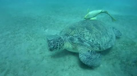 Green sea turtle with Remora fish eating... | Stock Video | Pond5