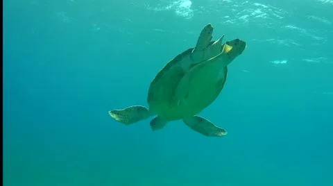 green sea turtle with remora fish swim d... | Stock Video | Pond5