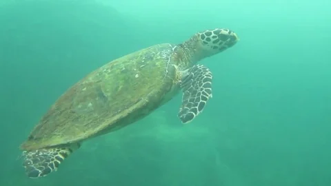 Sea Turtle Air Stock Video Footage | Royalty Free Sea Turtle Air Videos ...
