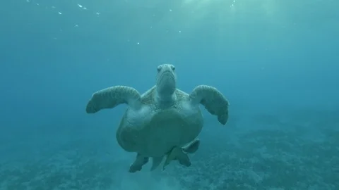 Green Sea Turtle swim up in the blue wat... | Stock Video | Pond5