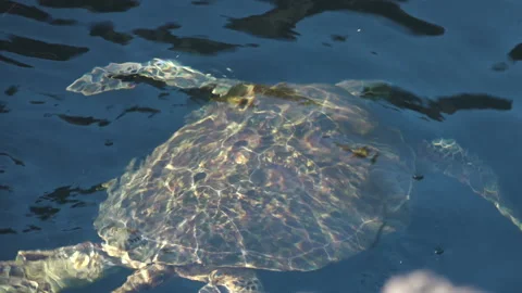 Tide Pool Underwater Stock Videos – Royalty-Free HD & 4K Videos