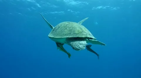 Remora Fish Stock Footage ~ Royalty Free Stock Videos | Pond5