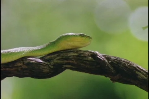 Green snake slithers over a twisted bran... | Stock Video | Pond5