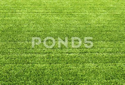 Photograph: Green summer grass texture for background #171926412
