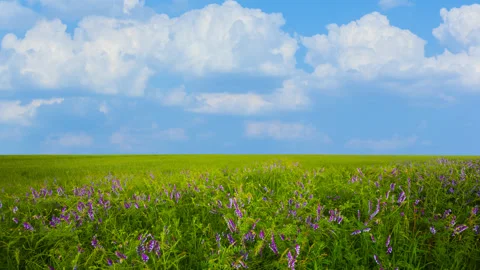 green summer prairie with flowers under ... | Stock Video | Pond5