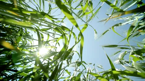 Flaru Seen Stock Videos – Royalty-Free HD & 4K Videos