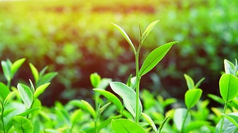 Green tea plants and sunlight. Nature ba... | Stock Video | Pond5