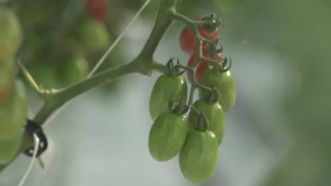 Hanging Hanging Stock Videos – Royalty-Free HD & 4K Videos