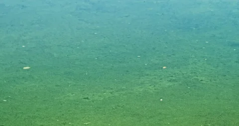 Green toxic water in sea, closeup. Envir... | Stock Video | Pond5