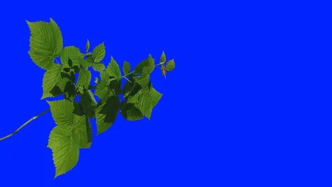 Green tree branch swaying in the wind on... | Stock Video | Pond5