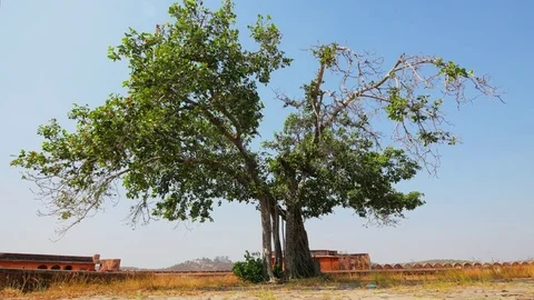 Rajasthan Desert Stock Video Footage | Royalty Free Rajasthan Desert ...