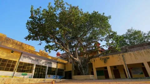 Rajasthan Tree Stock Footage ~ Royalty Free Stock Videos | Pond5