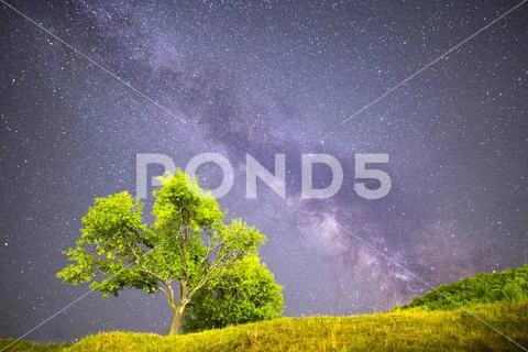 Photograph: Green tree Milky way night sky A view of the stars of the ...
