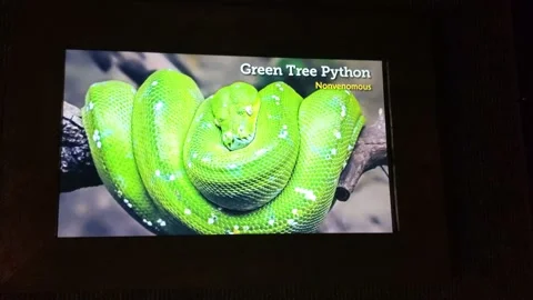 Green Tree Python - Zoo Exhibit | Stock Video | Pond5