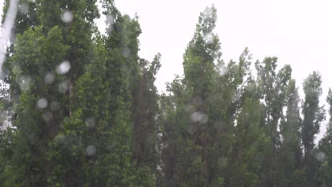 Trees Shake Stock Video Footage | Royalty Free Trees Shake Videos | Pond5