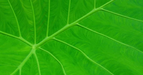 Green tropical plant leaf structure. Clo... | Stock Video | Pond5