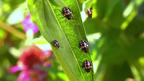 Green vegetable bug (Nezara viridula), T... | Stock Video | Pond5