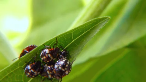 Green vegetable bug (Nezara viridula), T... | Stock Video | Pond5