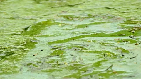 Quagmire Stock Videos – Royalty-Free HD & 4K Videos | Pond5