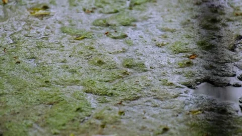 Quagmire Stock Videos – Royalty-Free HD & 4K Videos | Pond5