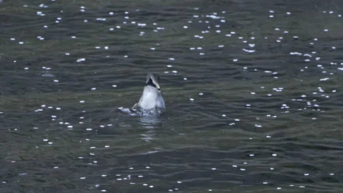 A Green-winged Teal Diving To Catch Food... | Stock Video | Pond5