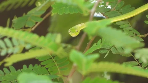 Green wiped snake in tree . | Stock Video | Pond5