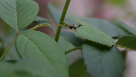 green worms on a leaf of roses | Stock Video | Pond5
