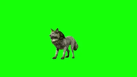 Green zombie Wolf KT idle stand green ... | Stock Video | Pond5
